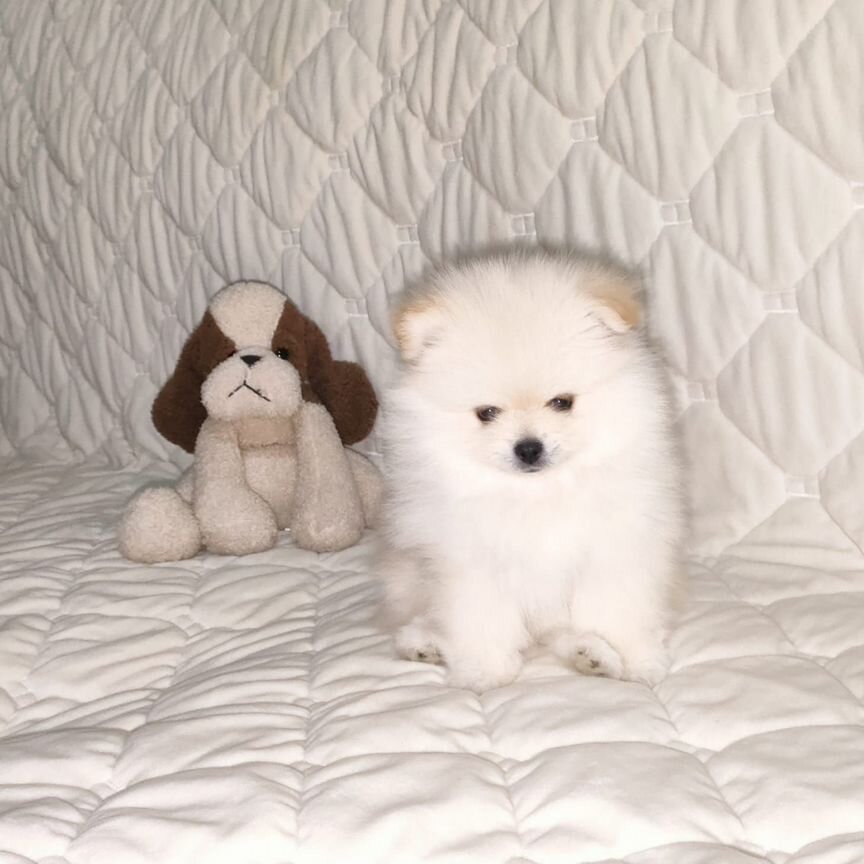 Щенок шпица