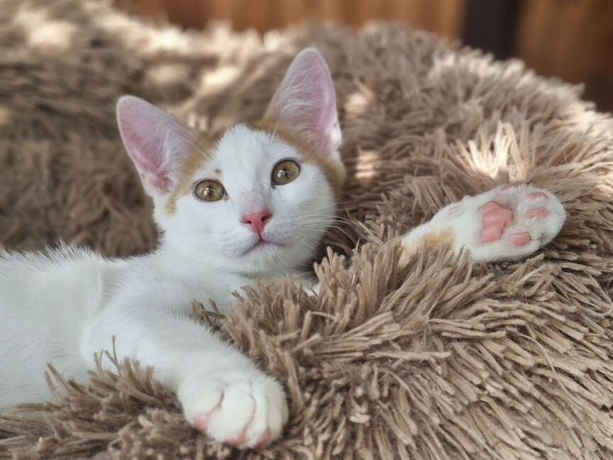 Котенок в добрые руки