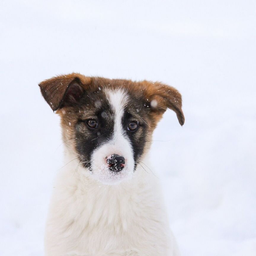 Щенок,кобель 4 мес