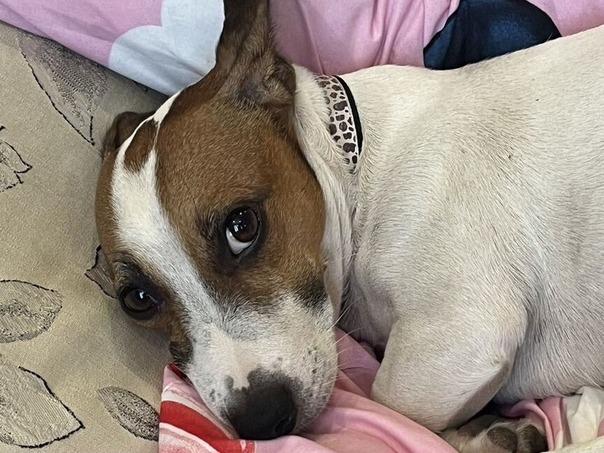 Джек рассел, вязка