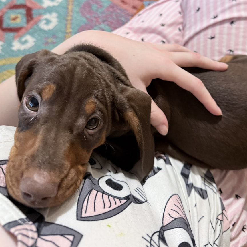 Такса, щенок