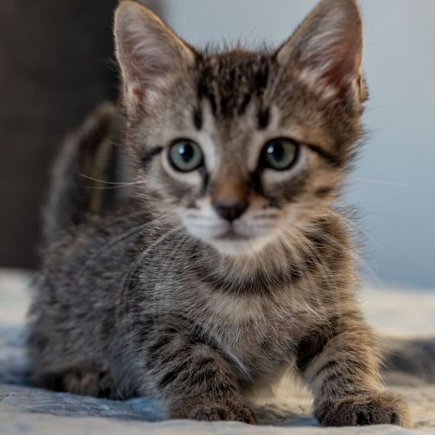 Котенок ищет семью