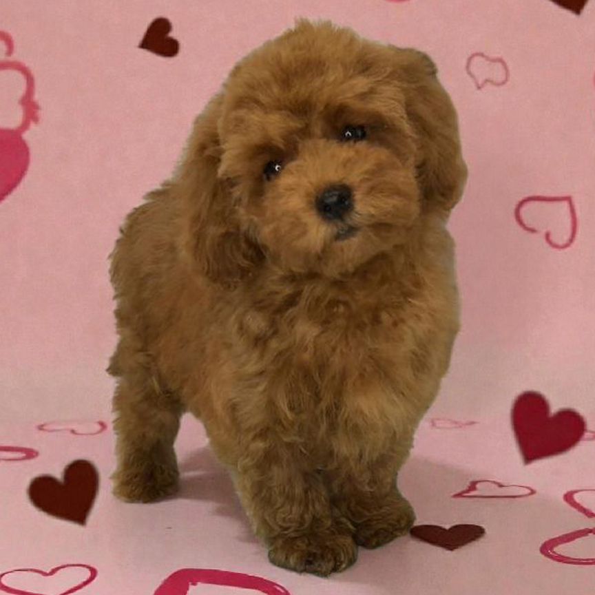 Той-пудель, щенок