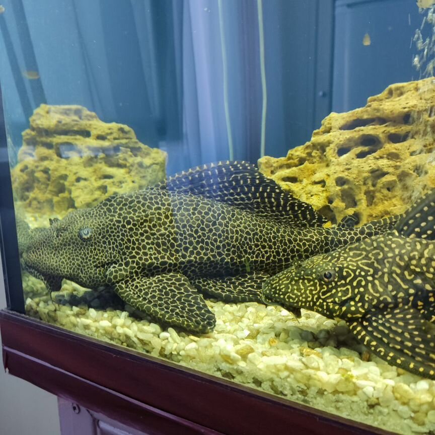 Большой Птеригоплихт