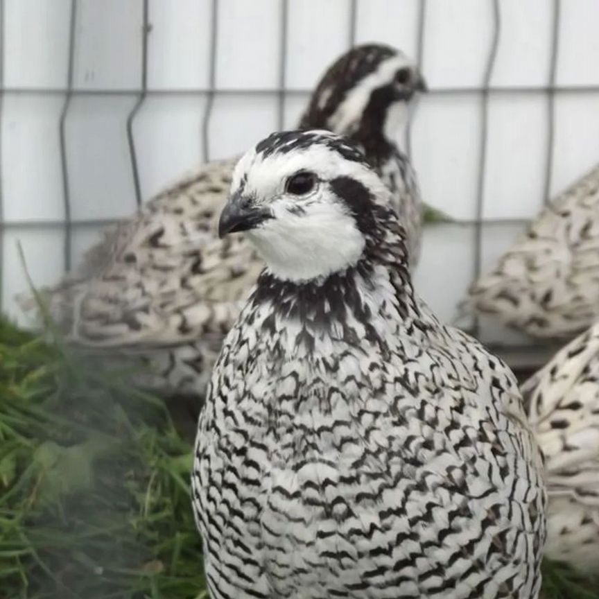 Перепела доставка сегодня