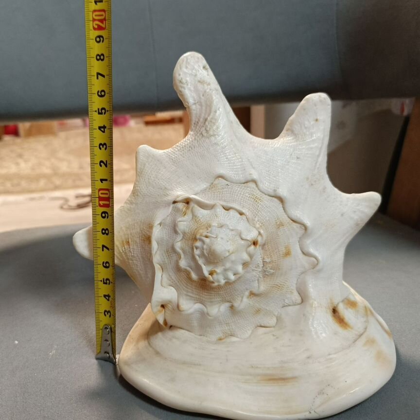 Ракушка большая