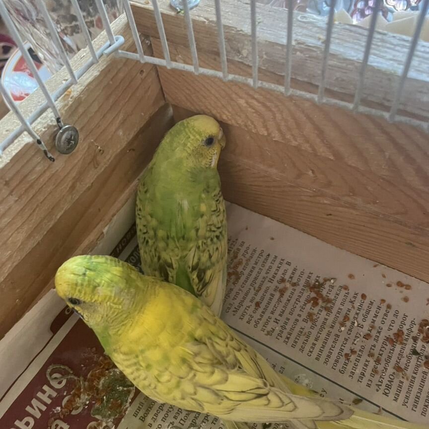 Волнистый попугай