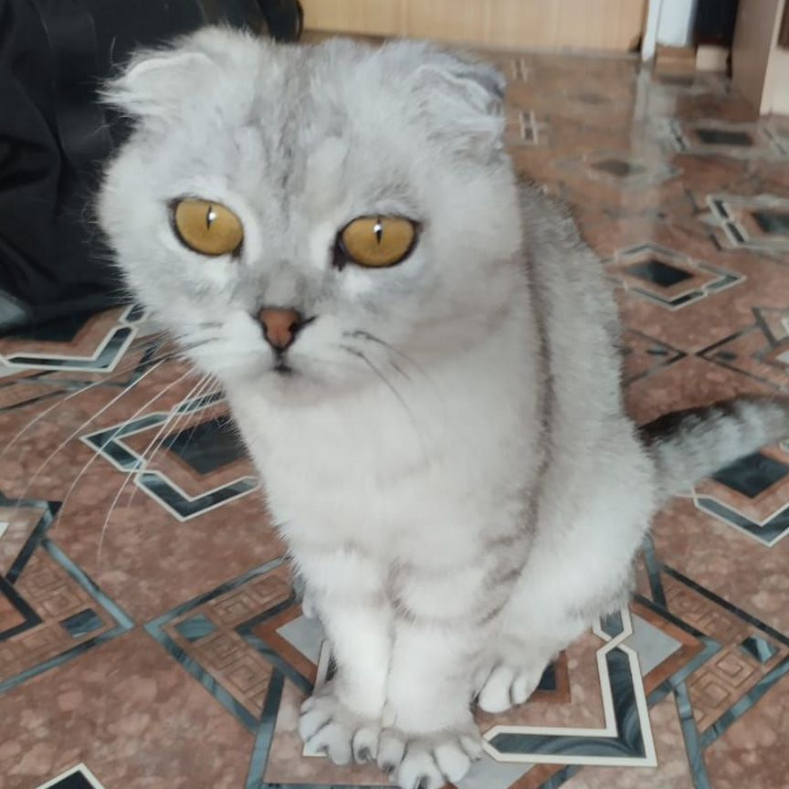 Вислоухая кошечка в добрые руки