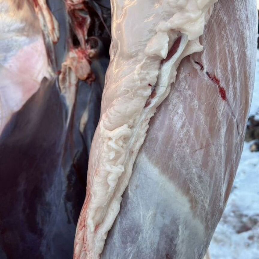 Мясо конины