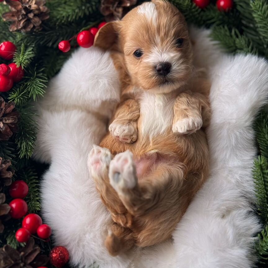 Мальтипу, щенок