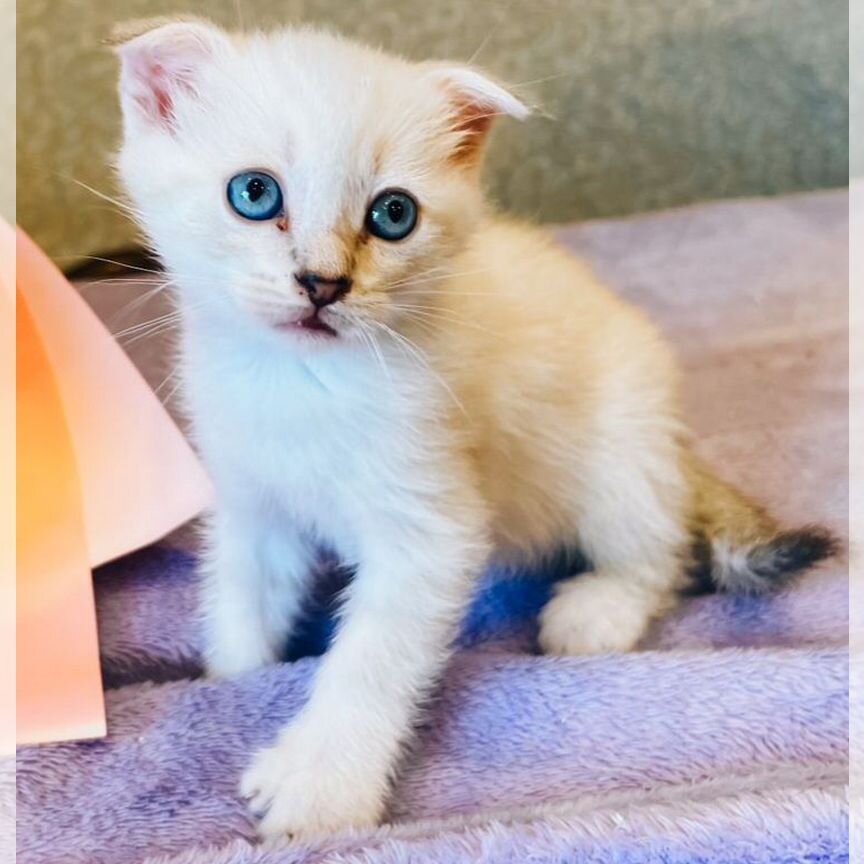 Белый шотландский котенок с голубыми глазами