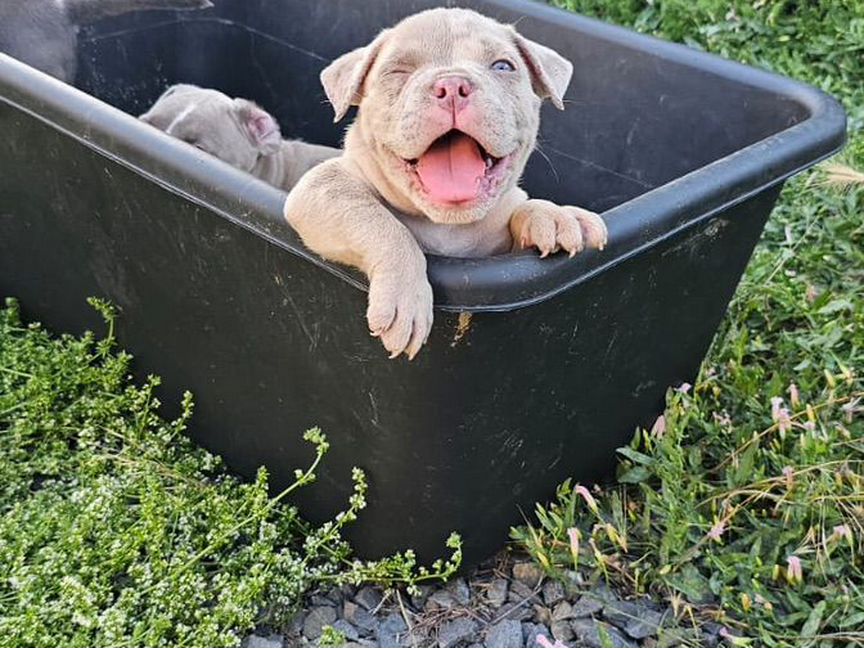 Шикарный мальчик американский булли