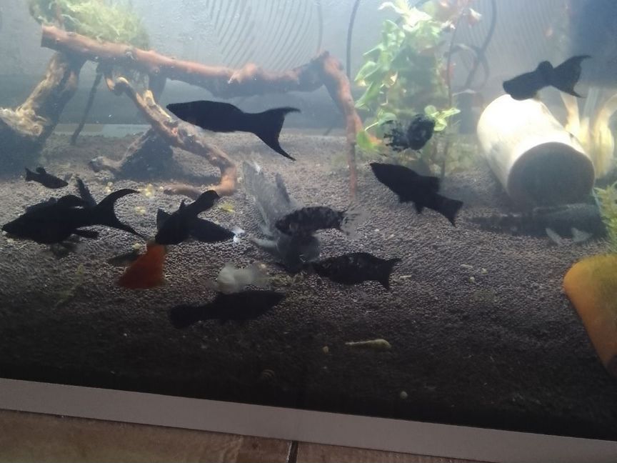 Моллинезия