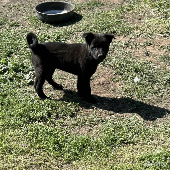 Щенки в дорые руки