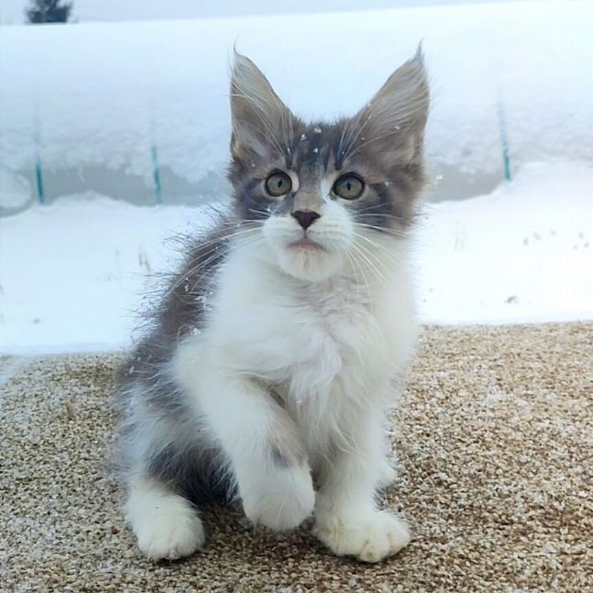 Мальчик в оригинальном окрасе