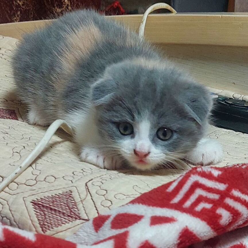 Шотландская вислоухая кошка