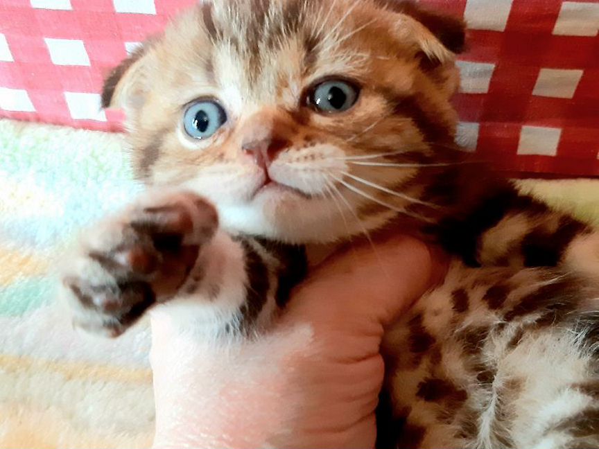 Шотландские котята(кошечки)
