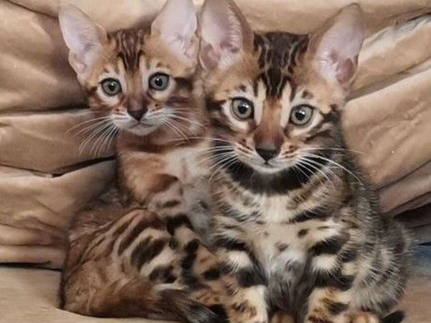 Бенгальская малышка