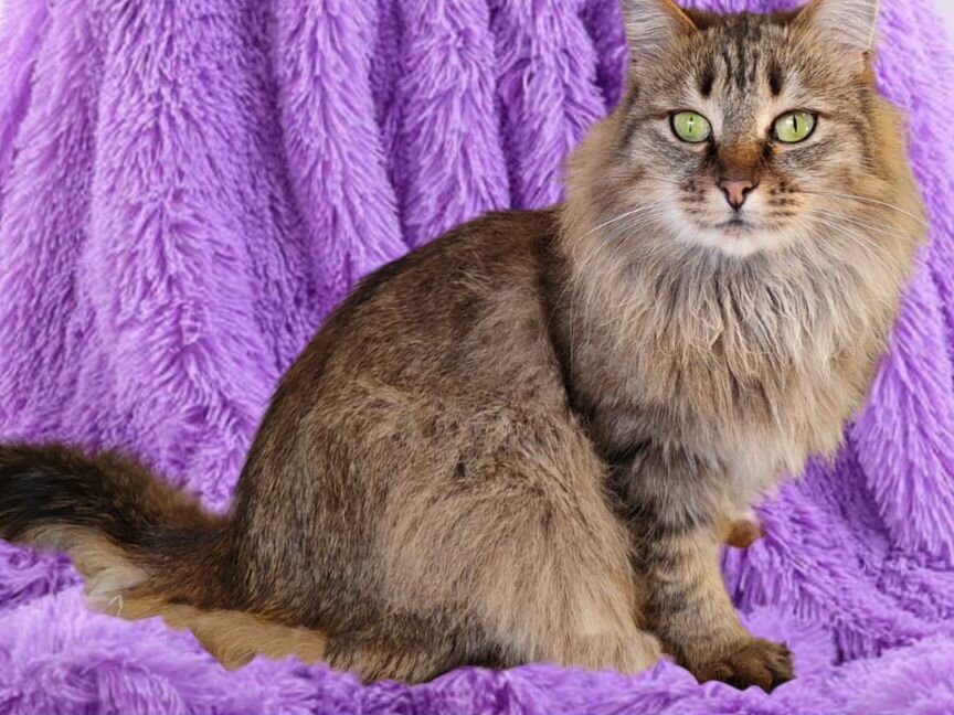 Мэри в добрые ручки