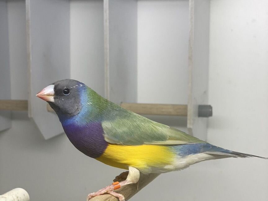 Амадина гульда самцы