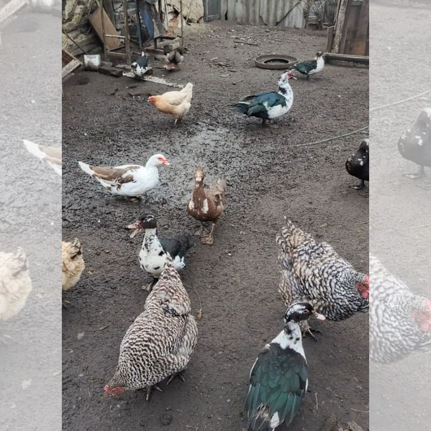 Продам иноутят этого года