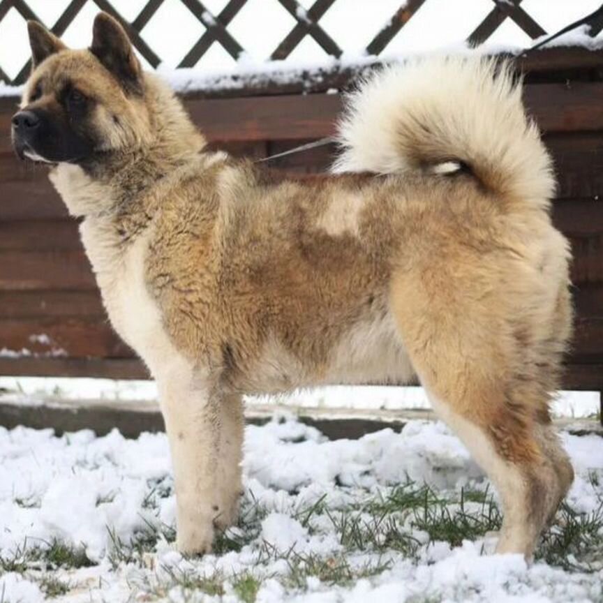 Американская акита, взрослая собака