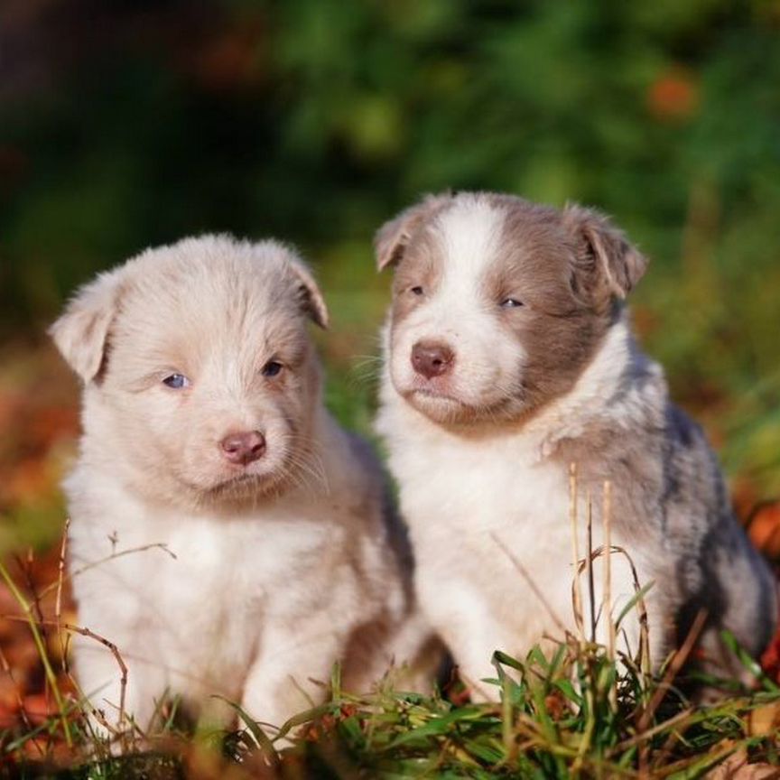 Щенки бордер колли