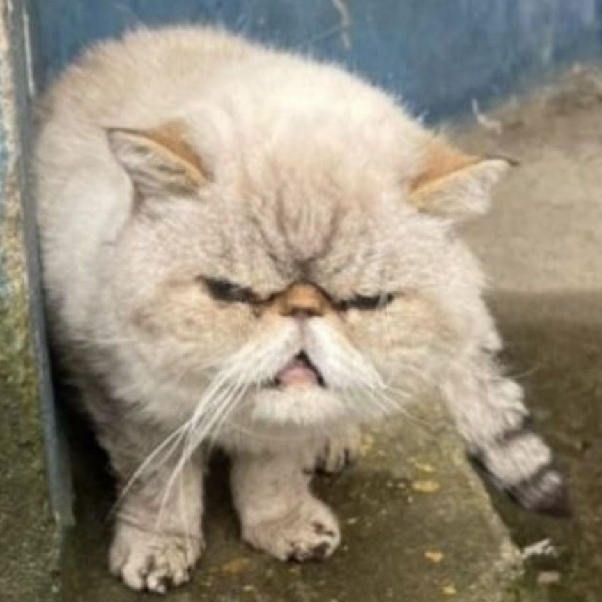 Взрослый кот в добрые руки