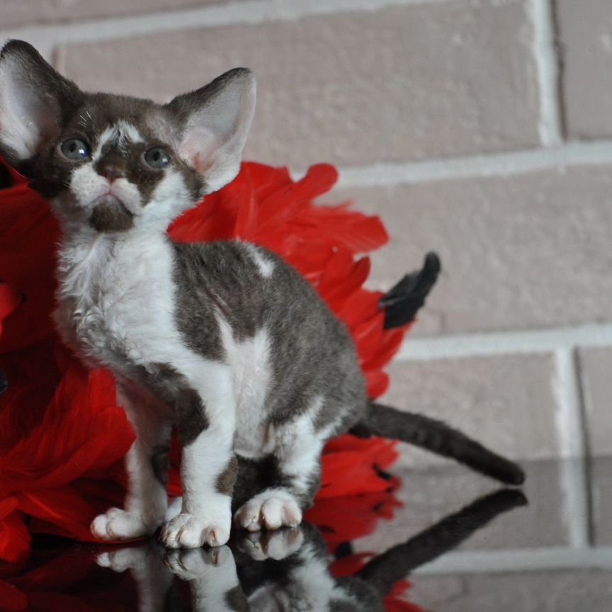 Котики маленькие