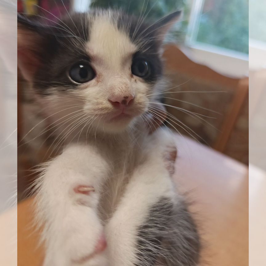 Мать мейкун котятам месяц