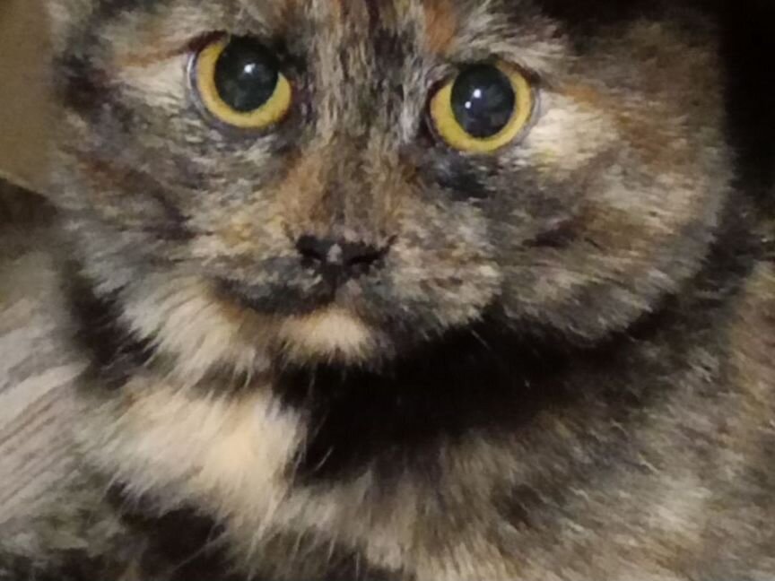 Кошечка