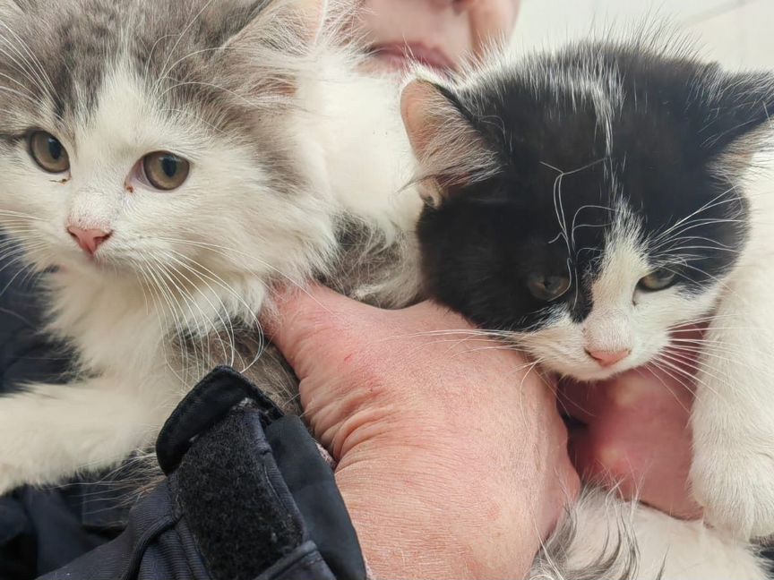 Котят выбросили на улицу
