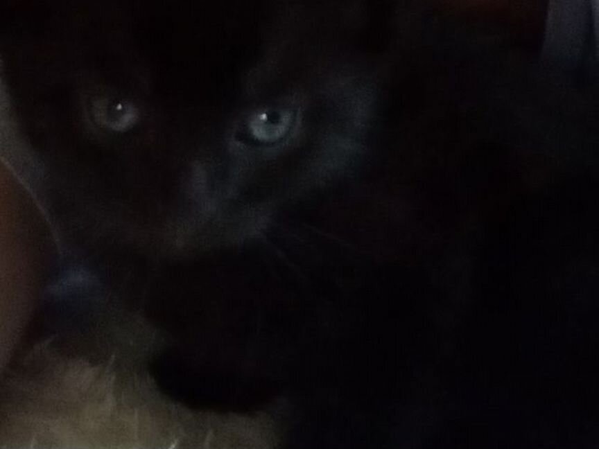 Кот или кошка (Кузя или чернуха) отдам