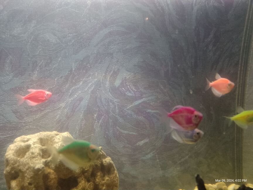 Рыбки тернеция