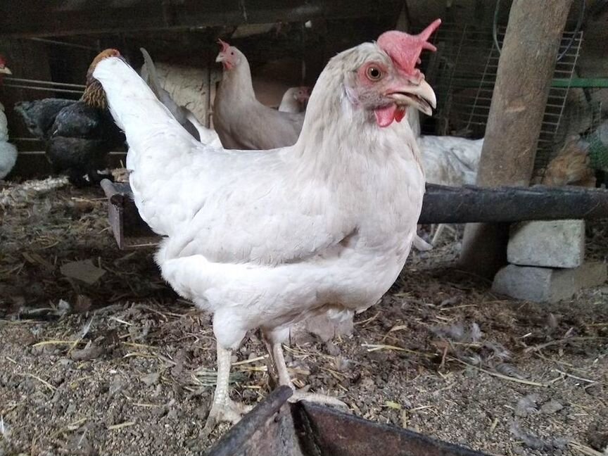 Куры несушки породы Леггорн