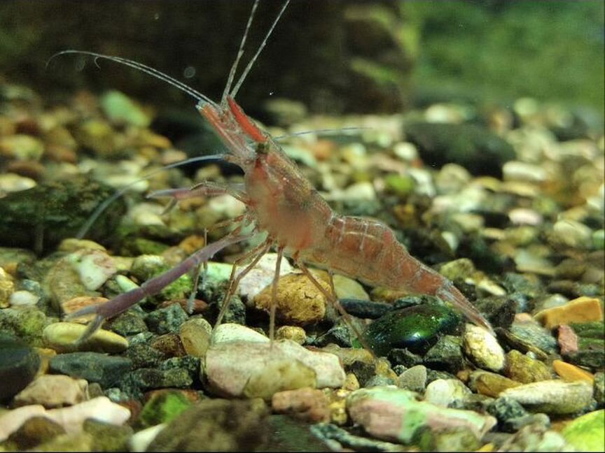 Креветки макробрахиум