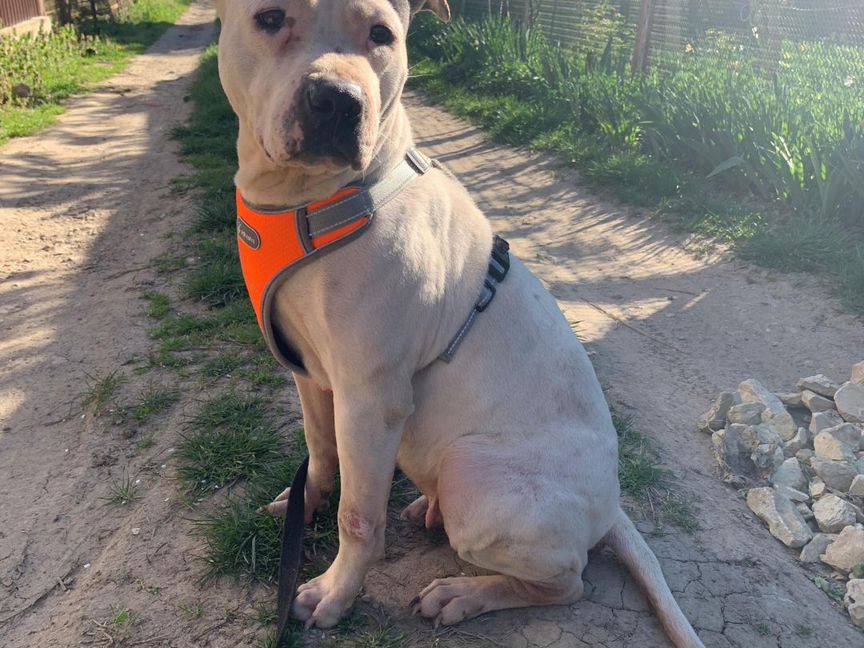 Питбуль в добрые руки