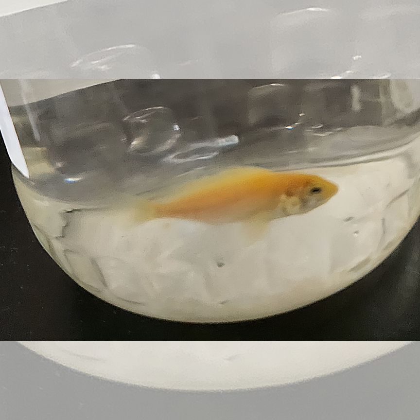 Еллоу желтая цихлида