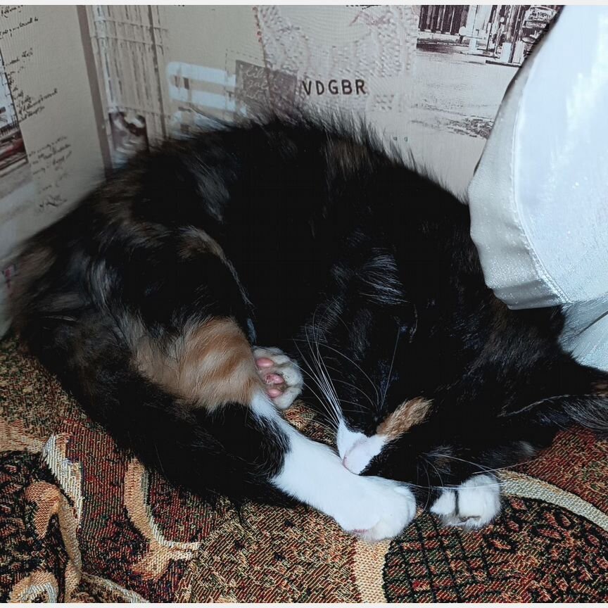 Котёнок
