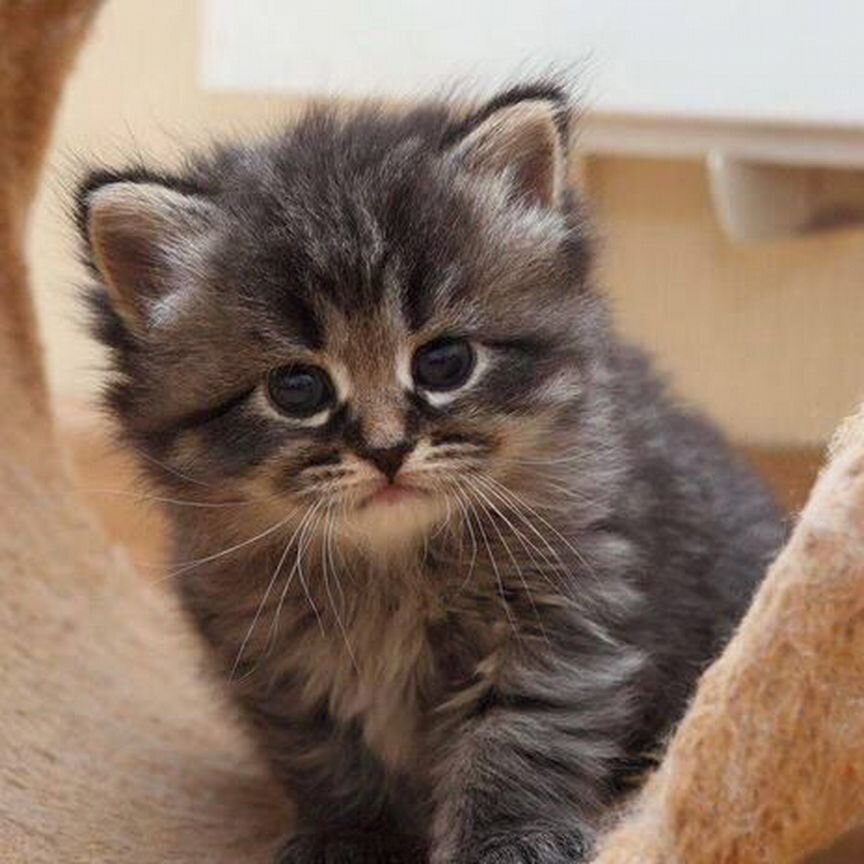 Сибирские котята
