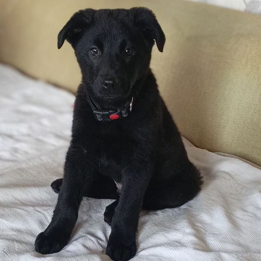 Малыш Че Гивара ищет семью. Щенок