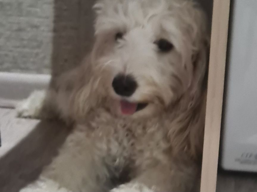 Потерялась собака