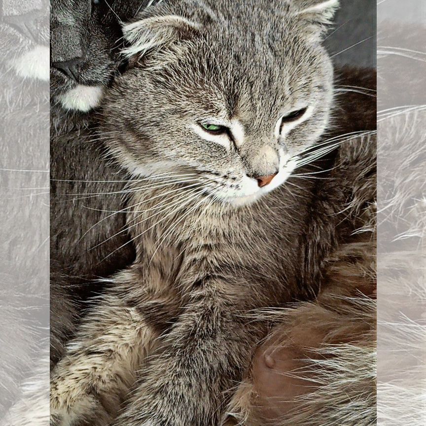 Шотландская вислоухая длинношёрстная, взрослая кошка