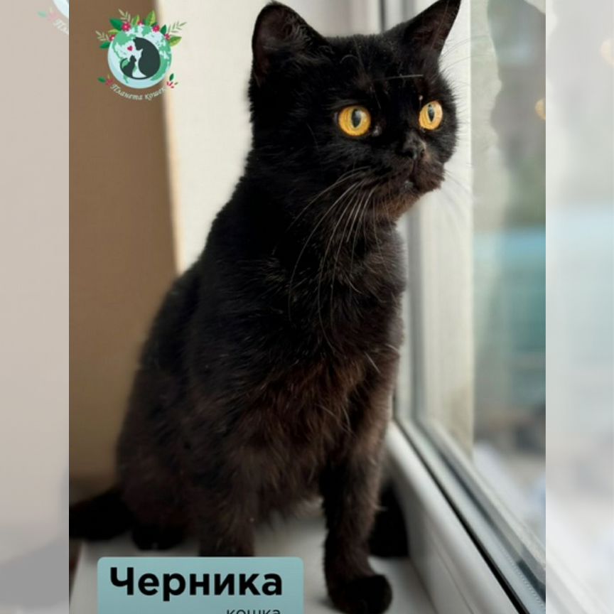 Кошка скромница