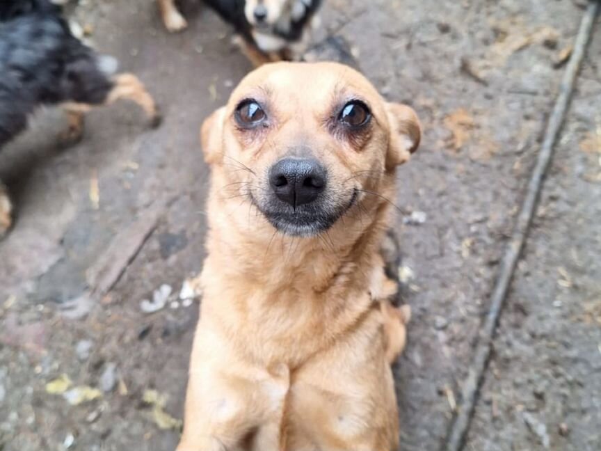 Бежевая улыбчивая небольшая собака в добрые руки