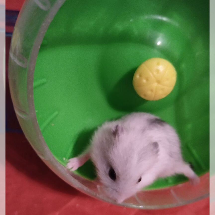 Колесо для хомяка 11см