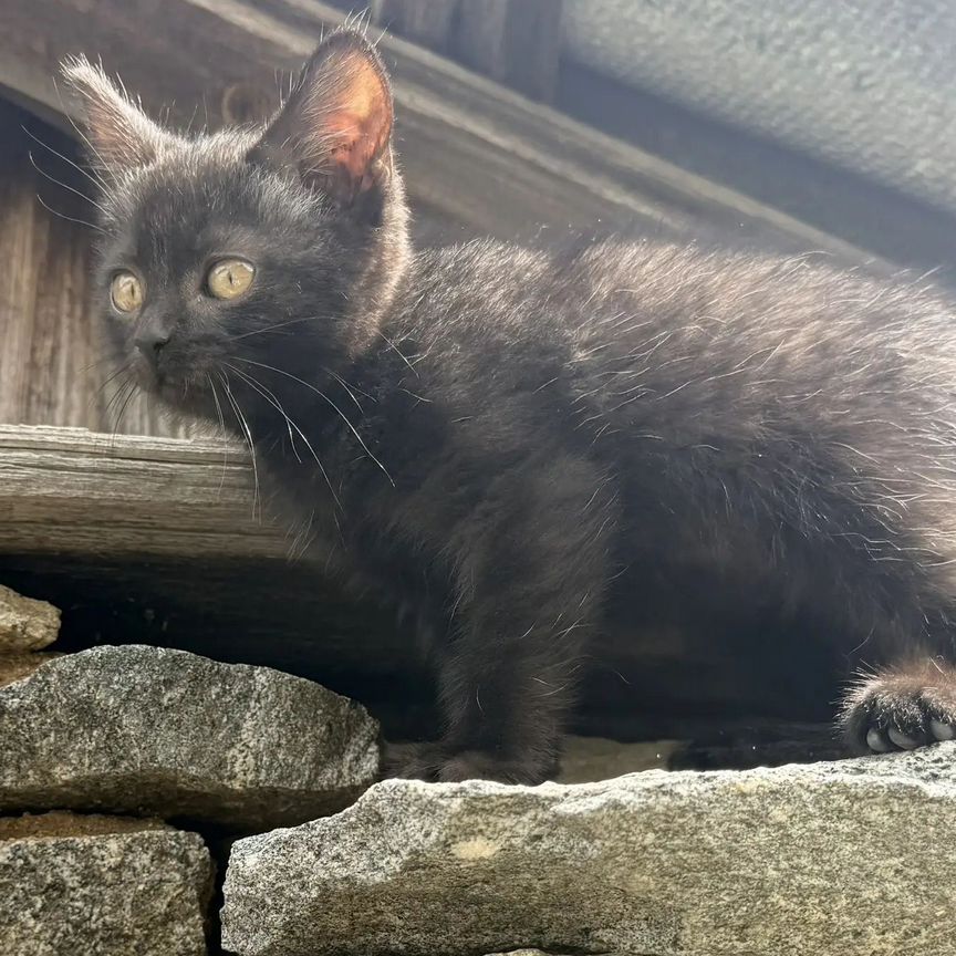 Котёнок в добрые руки