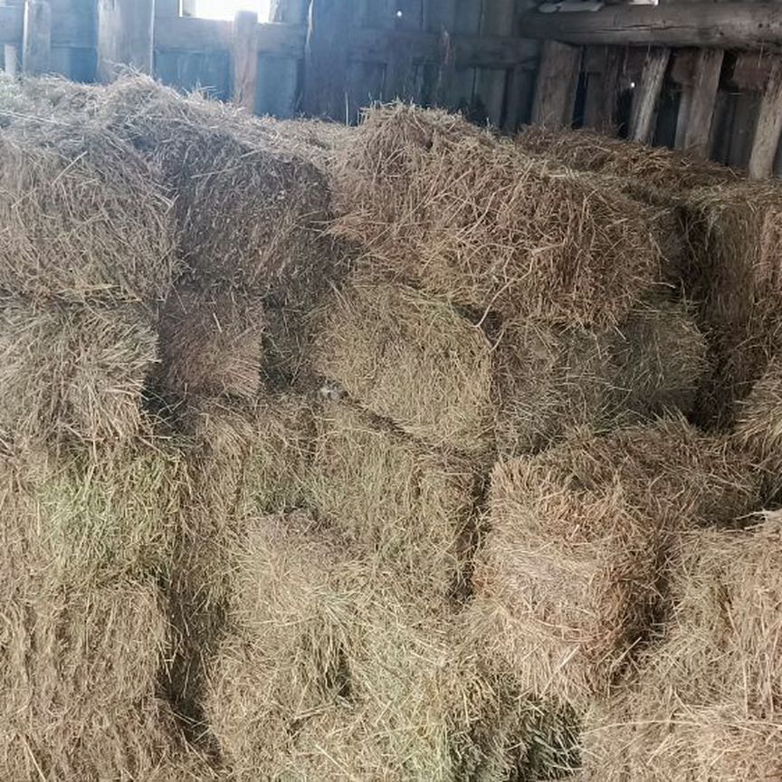 Сено в квадратных тюках