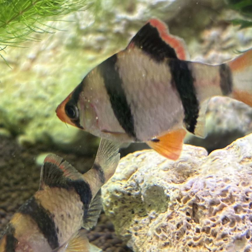 Рыбки барбусы