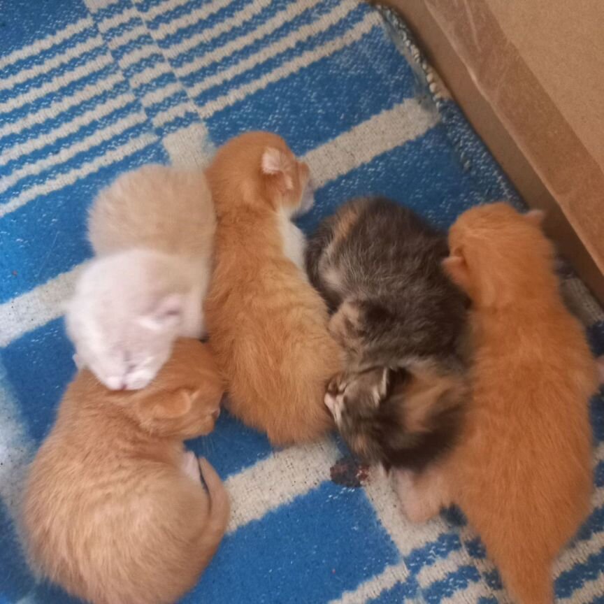 Котят вывезут в лес